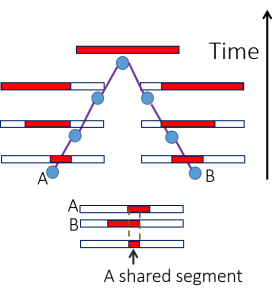 Haplotype sharing | Shai Carmi's lab @ The Hebrew University